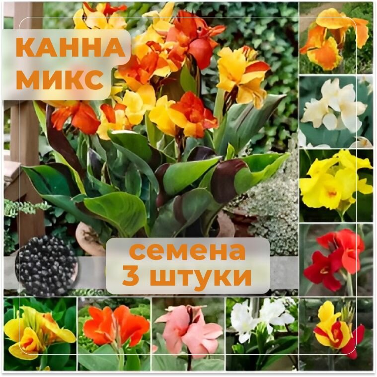 Канна микс цветов, для дома и сада, яркие цвета, семена 3 штуки