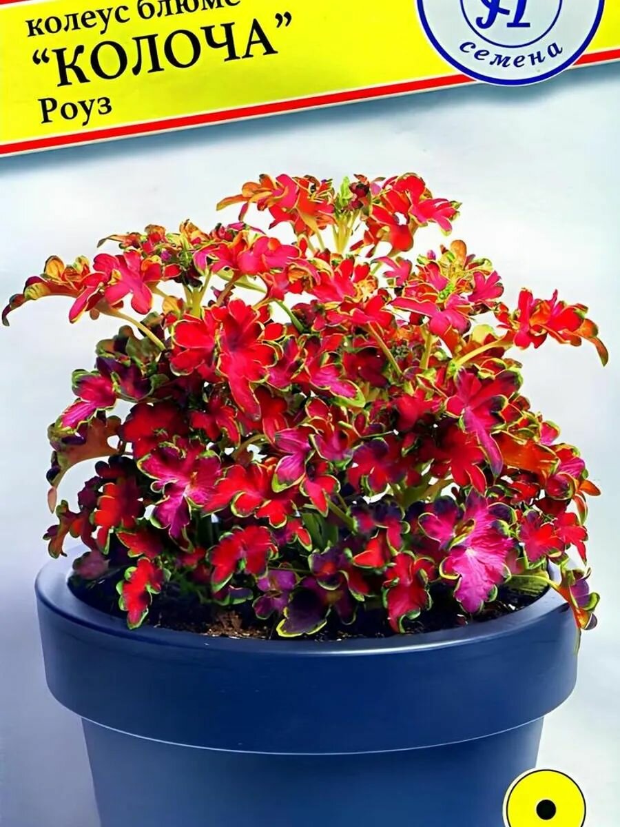 Колеус Колоча Роуз 5 шт, Семена Престиж