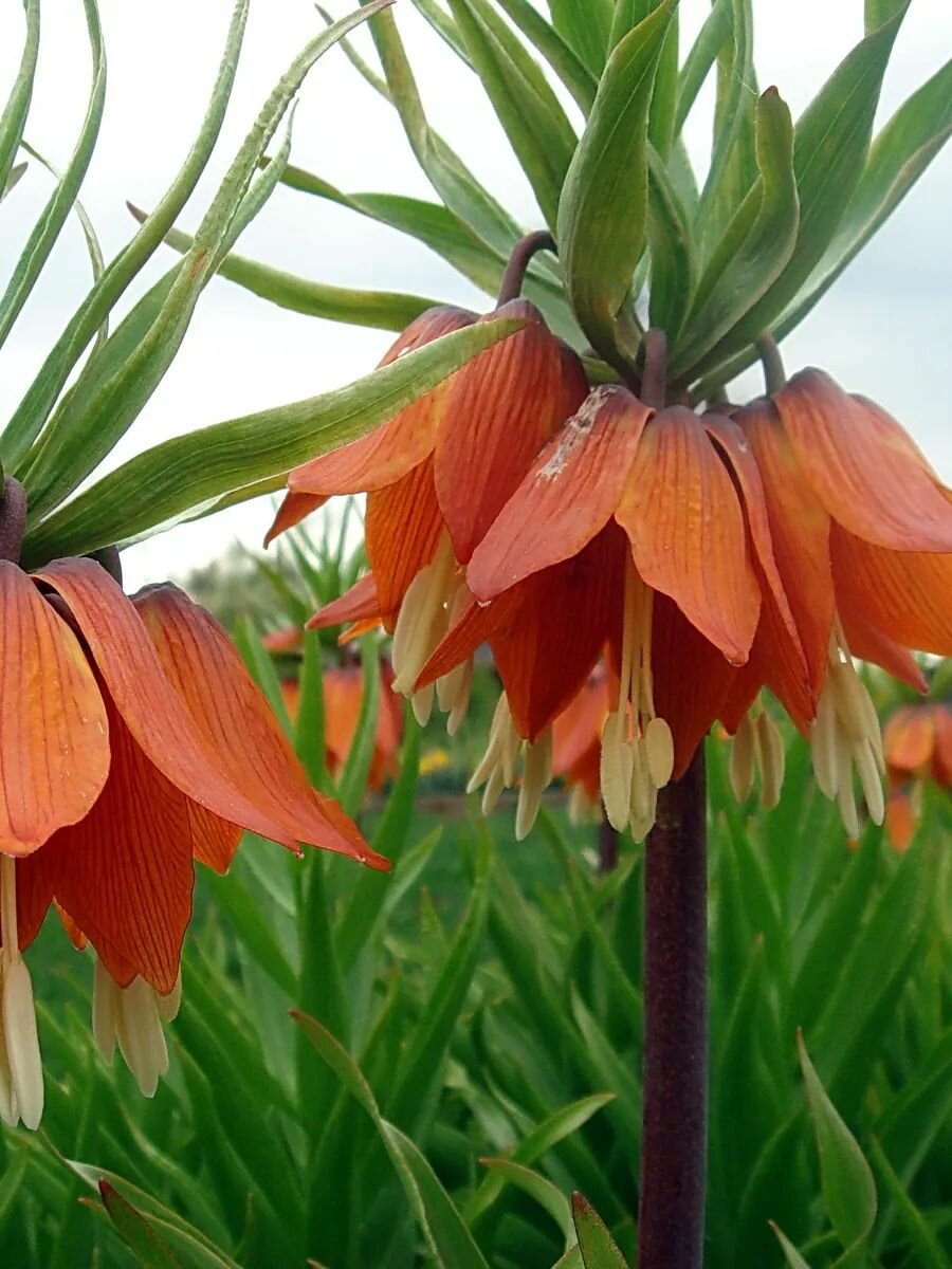 Рябчик Рубра императорский / Луковицы рябчиков