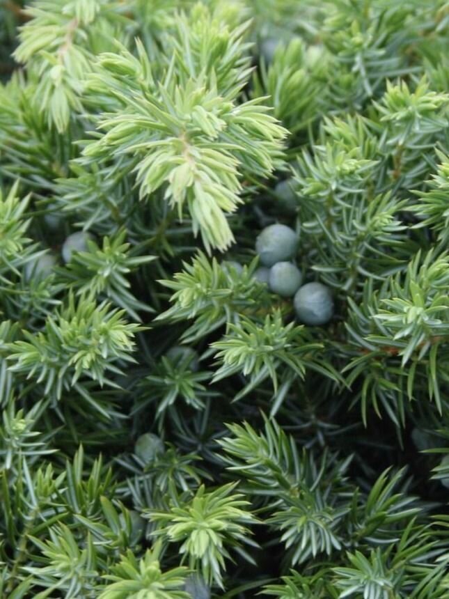 Можжевельник прибрежный Шлягер саженец, Р9, 10-15 см