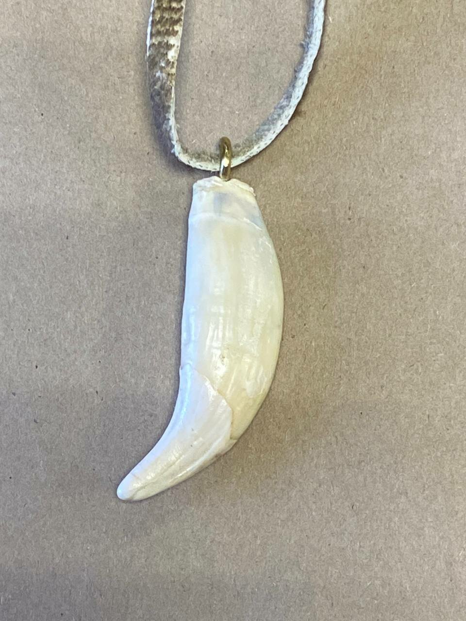 Клык медведя натуральный амулет