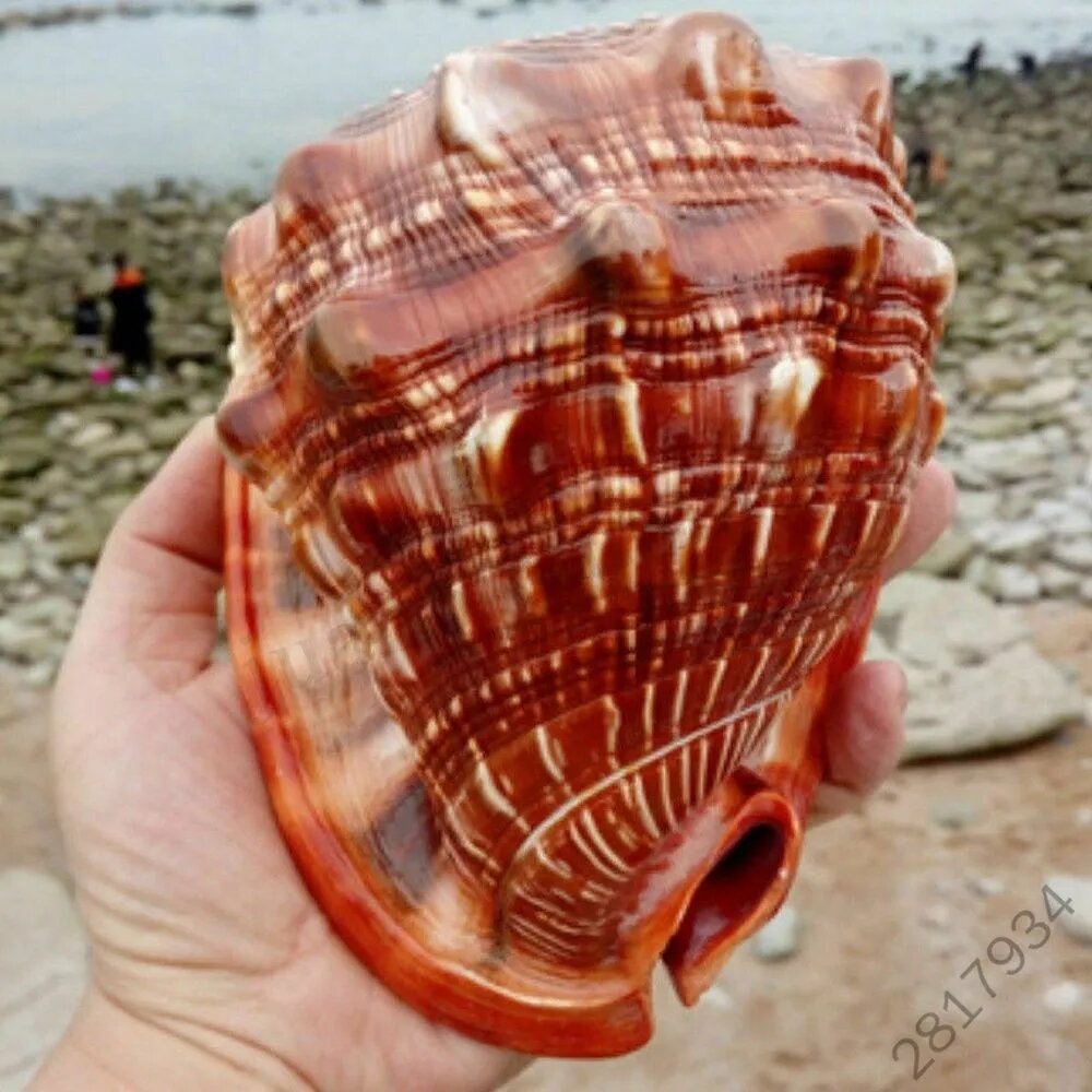 Аквариумный набор натуральная ракушка, коричневого цвета, для аквариума — фото 1
