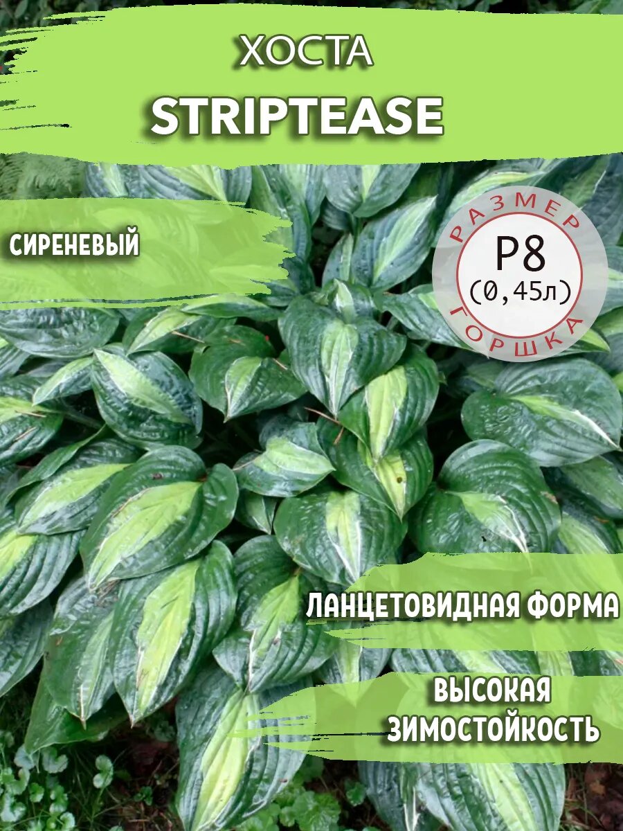 Хоста Striptease