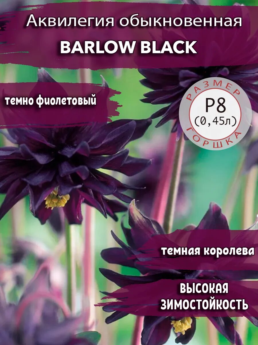 Аквилегия обыкновенная Barlow Black