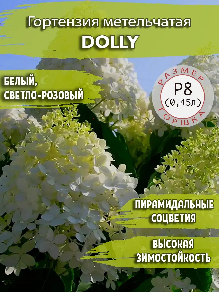 Гортензия метельчатая Садовые Растения "Dolly" , многолетник