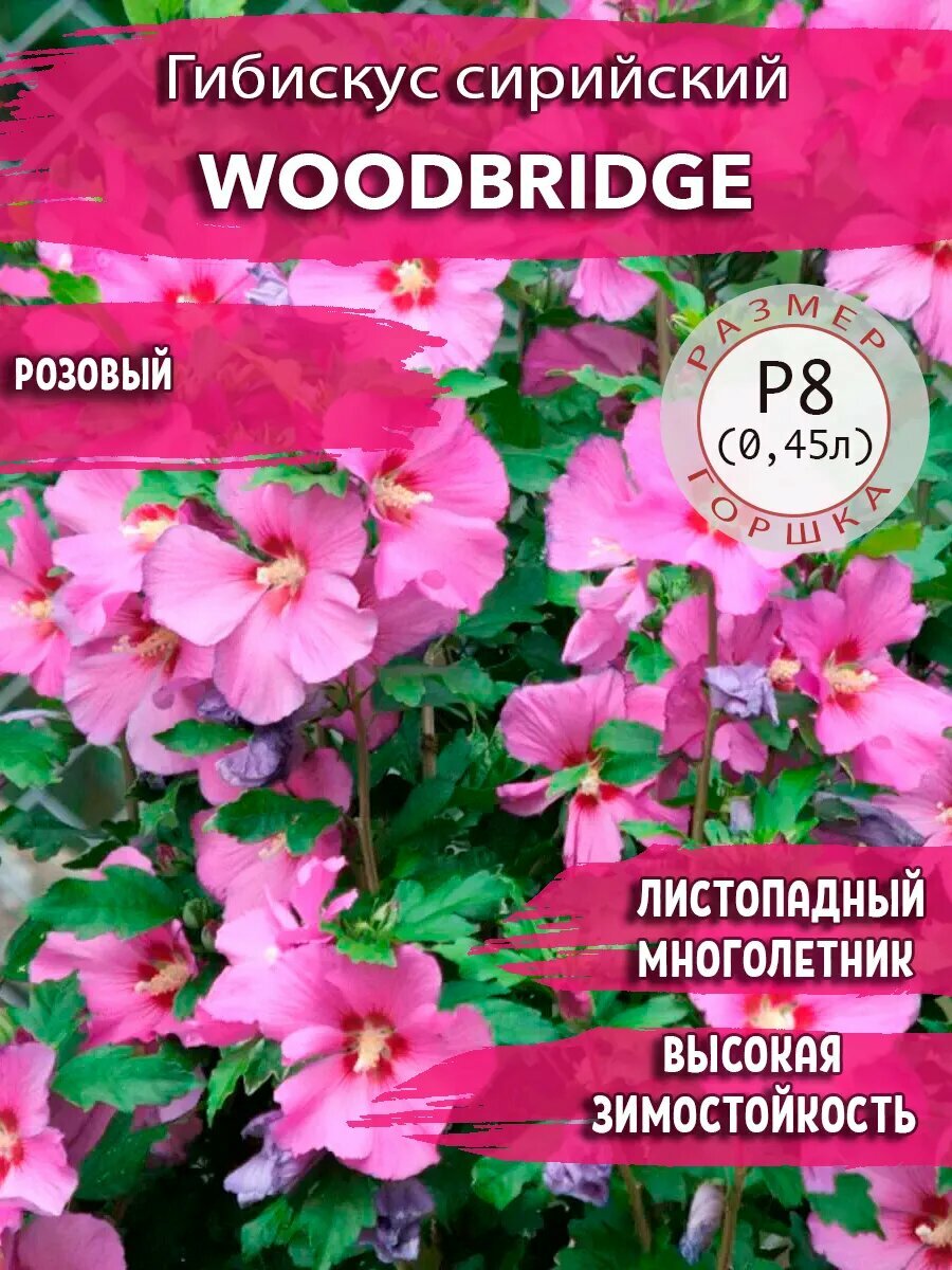 Гибискус сирийский Садовые Растения Woodbridge, многолетнее, цвет розовый, высота 200 см