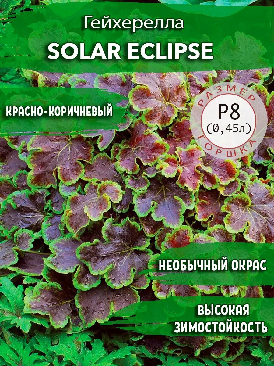 Гейхерелла Садовые Растения Solar Eclipse, многолетний, 30см, 1 шт
