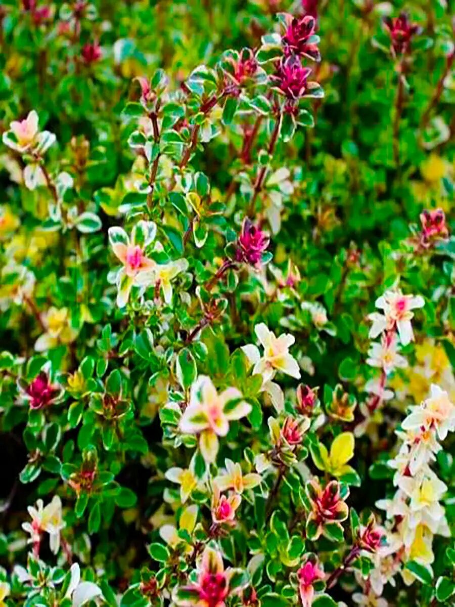 Саженцы тимьяна блошиного Foxley от Садовые Растения, многолетние, до 1 года, закрытая корневая система