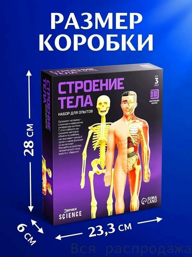 Анатомическая модель — фото 1