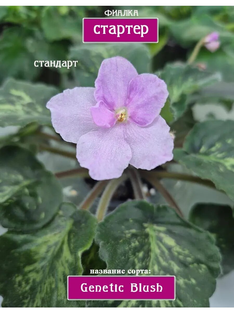 Фиалка детка сорт Genetic Blush