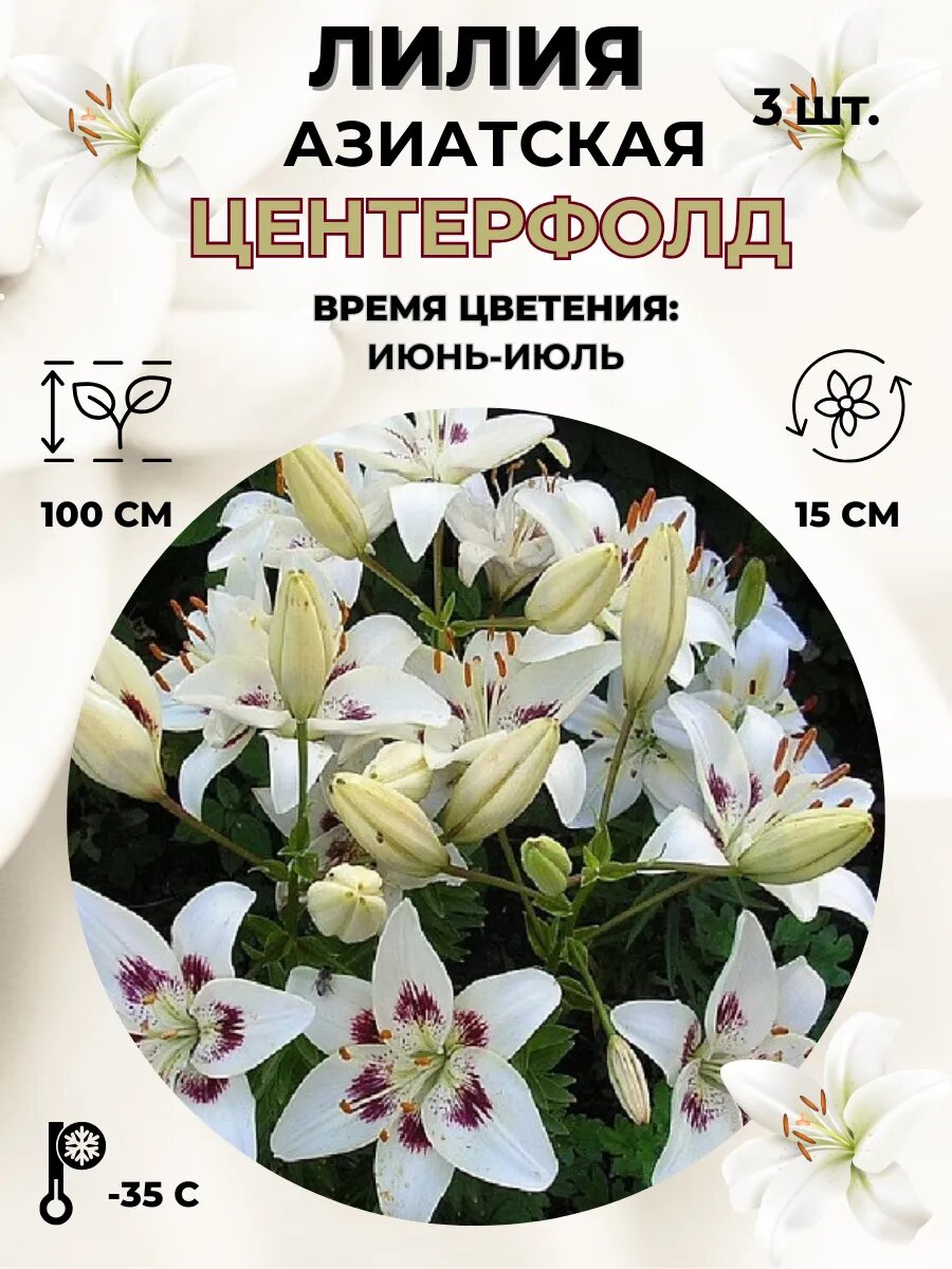 Лилия Азиатская , луковицы 3 штуки
