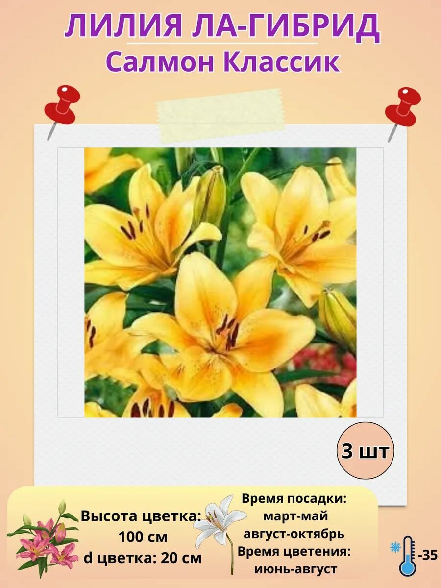 Лилия луковицы, многолетние цветы для посадки,3 штуки
