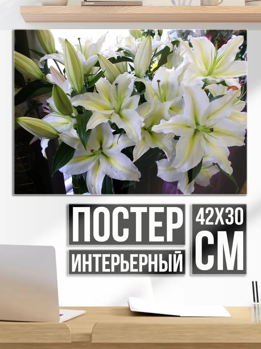 Плакат постер Белые лилии
