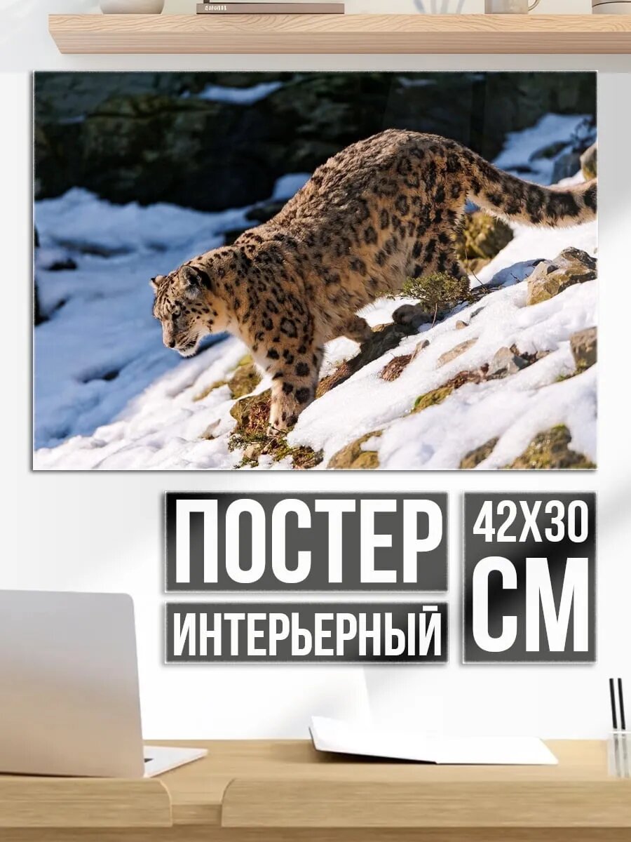 Плакат постер Снежный барс