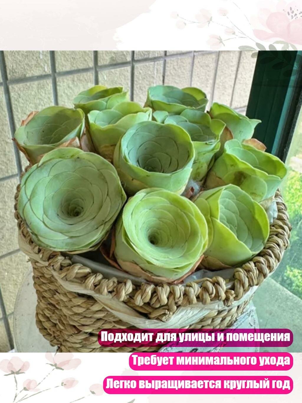 Семена горного розового суккулента, 1000 роз в вине, г (Цвет товара: 1000 роз в вине, г)