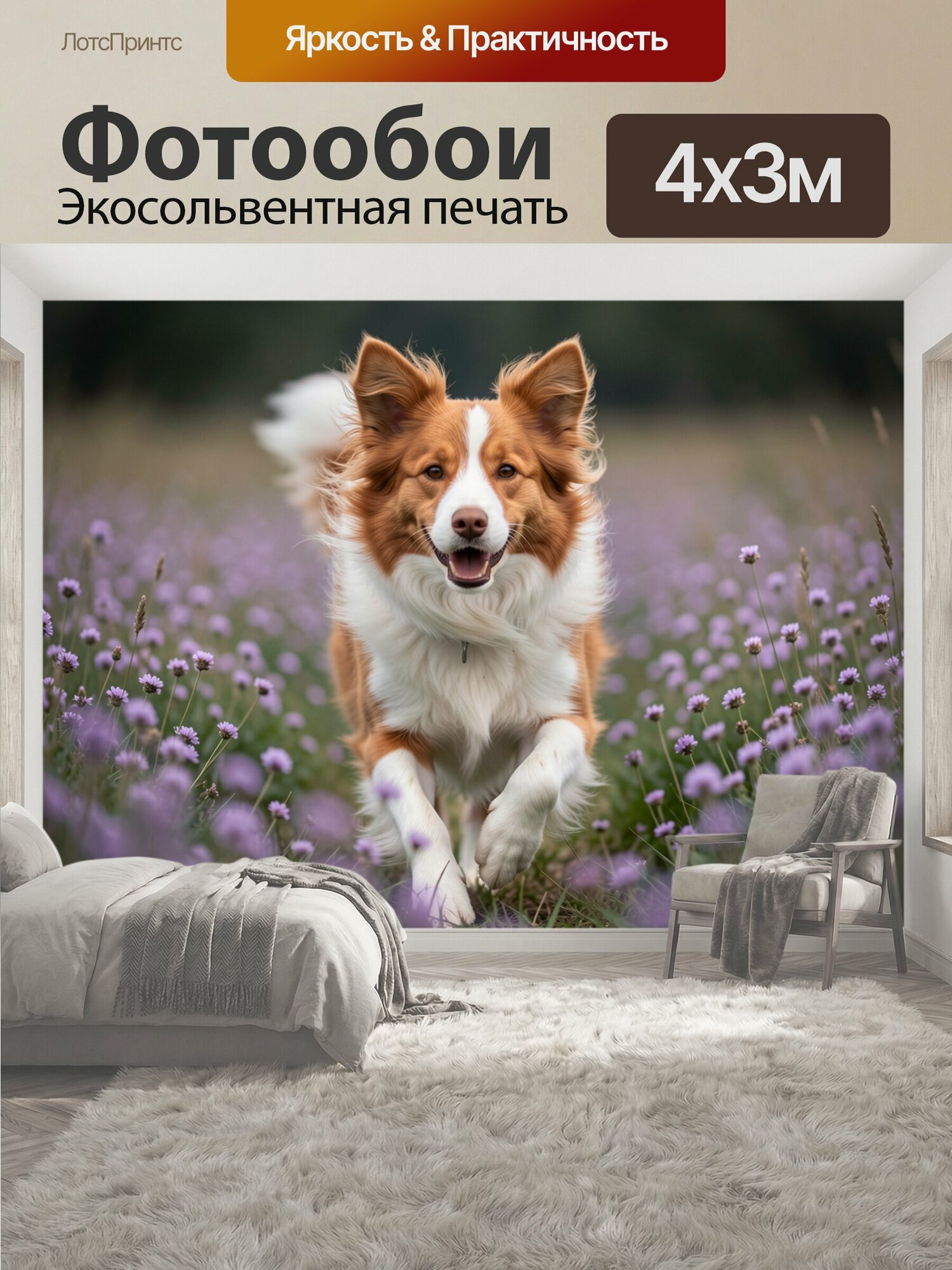 Фотообои "Собака в лавандовом поле. Рыже-белый бордер-колли бежит навстречу в цветущей лиловой поляне, мягкий размытый фон, натуральные." 400x300 см. экосольвентная печать