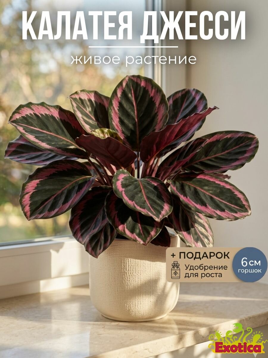 Набор - Комнатное растение и удобрение. Калатея Розеопикта Джесси, живое растение