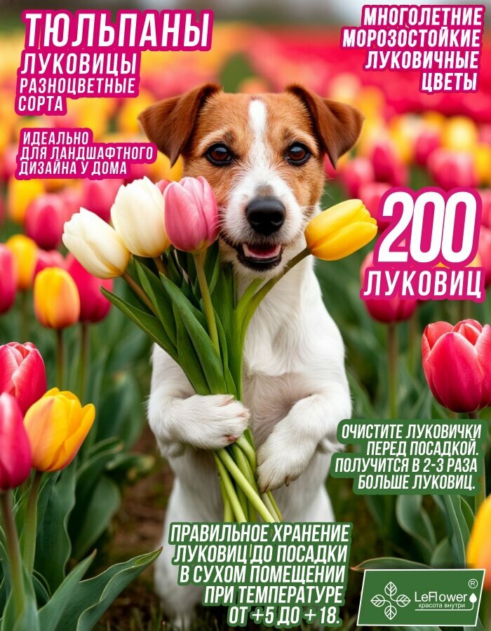 Тюльпан Луковицы неочищенные, Микс сортов, 200шт