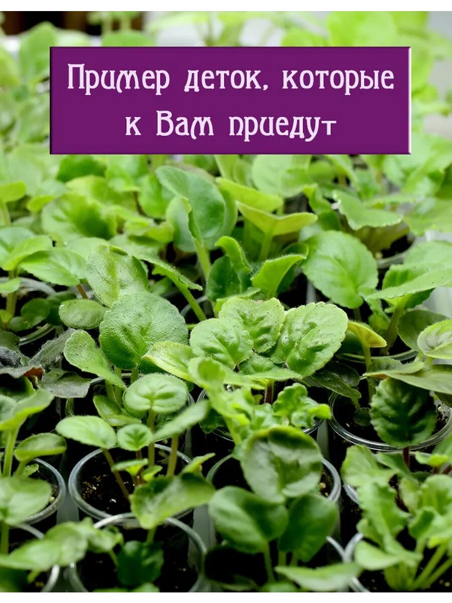 Фиалка детка сорт ЛЕ-Кира — фото 1