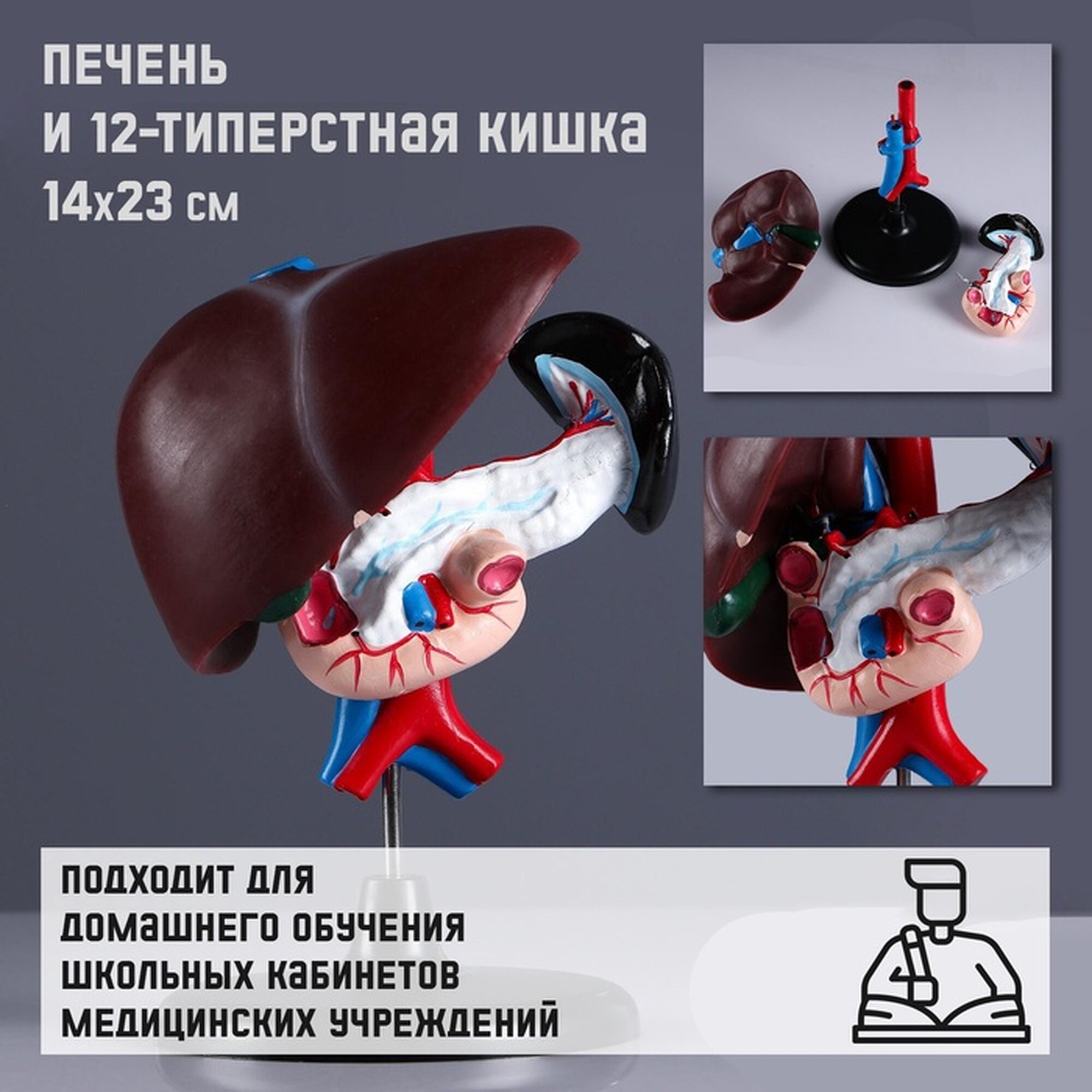 Анатомическая модель «Макет печени и 12-перстной кишки», 14×23 см