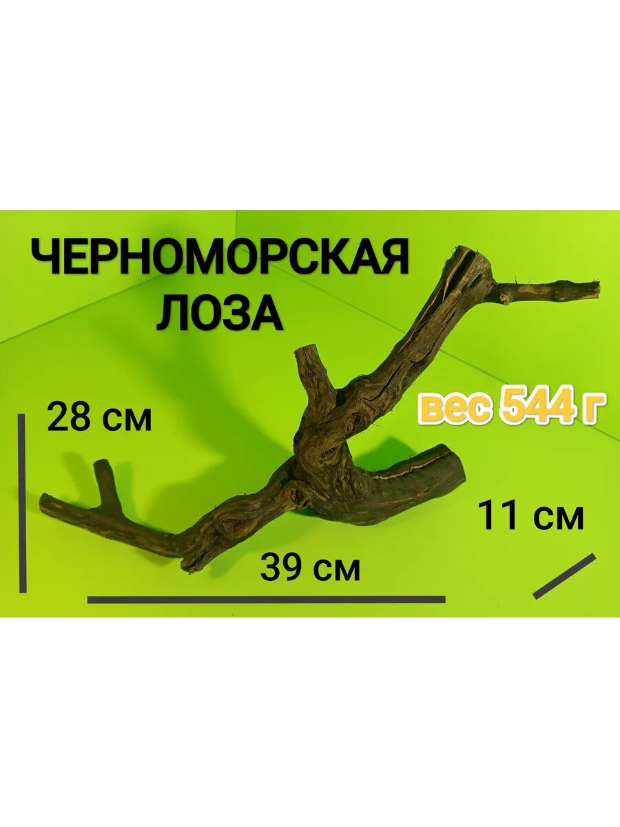 Виноградная лоза черноморская для аквариума, террариума
