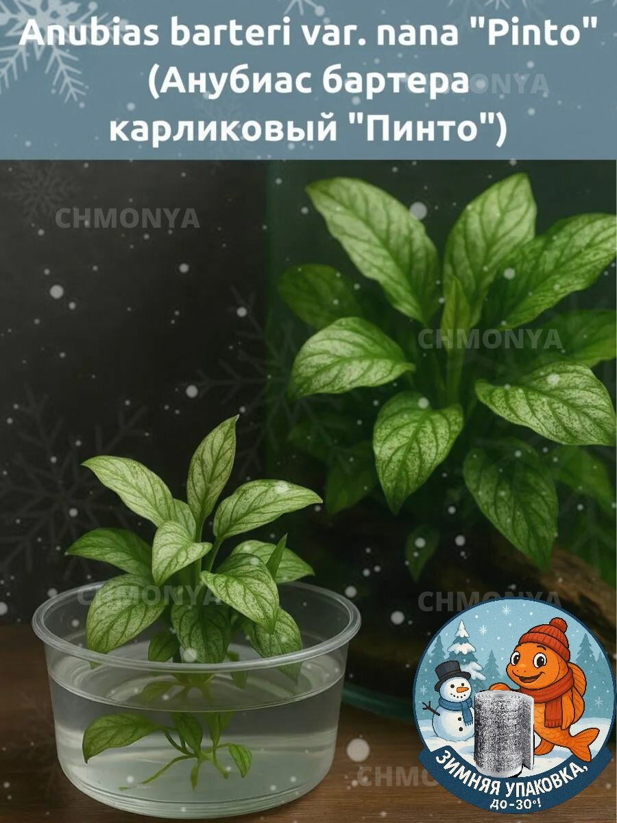 Меристемное растение "Анубиас бартера карликовый "Пинто" (Anubias barteri var. nana "Pinto") живое аквариумное растение