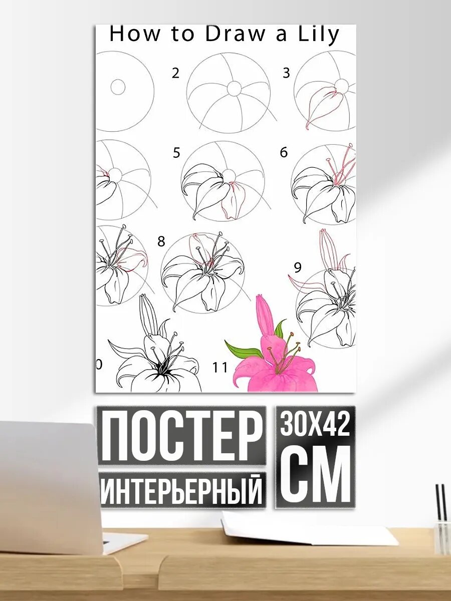 Плакат постер Как нарисовать лилию