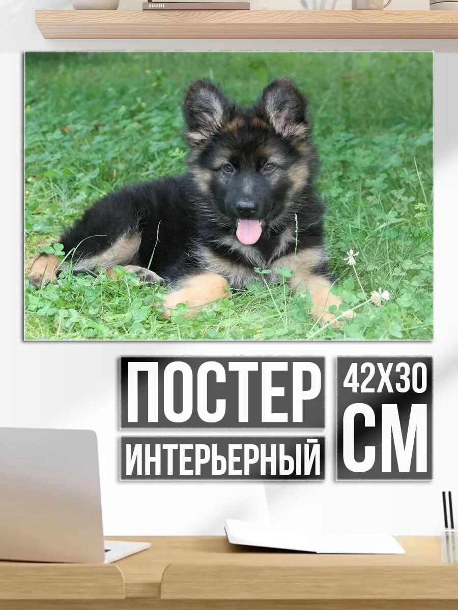Плакат постер щенок немецкой овчарки