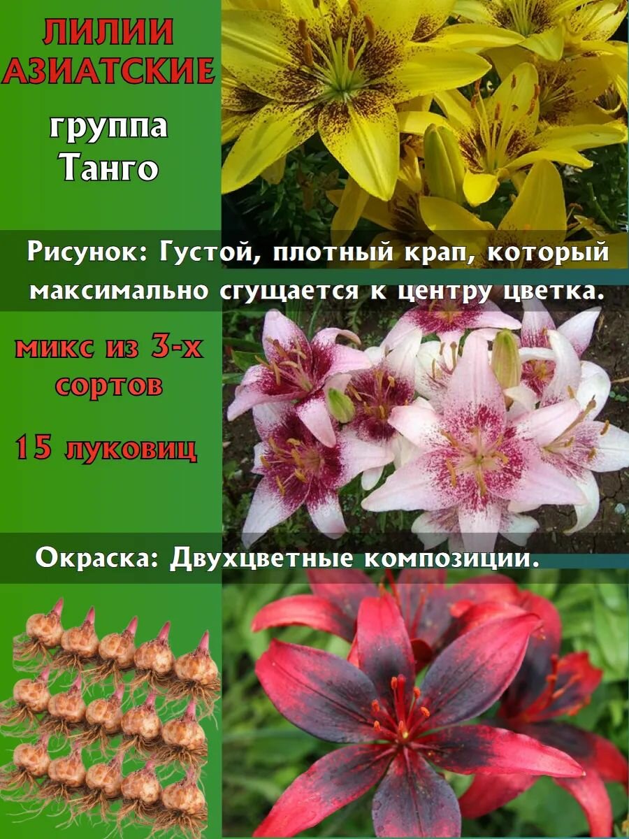 Лилии азиатские, группа Танго, 3 сорта по 5 шт.