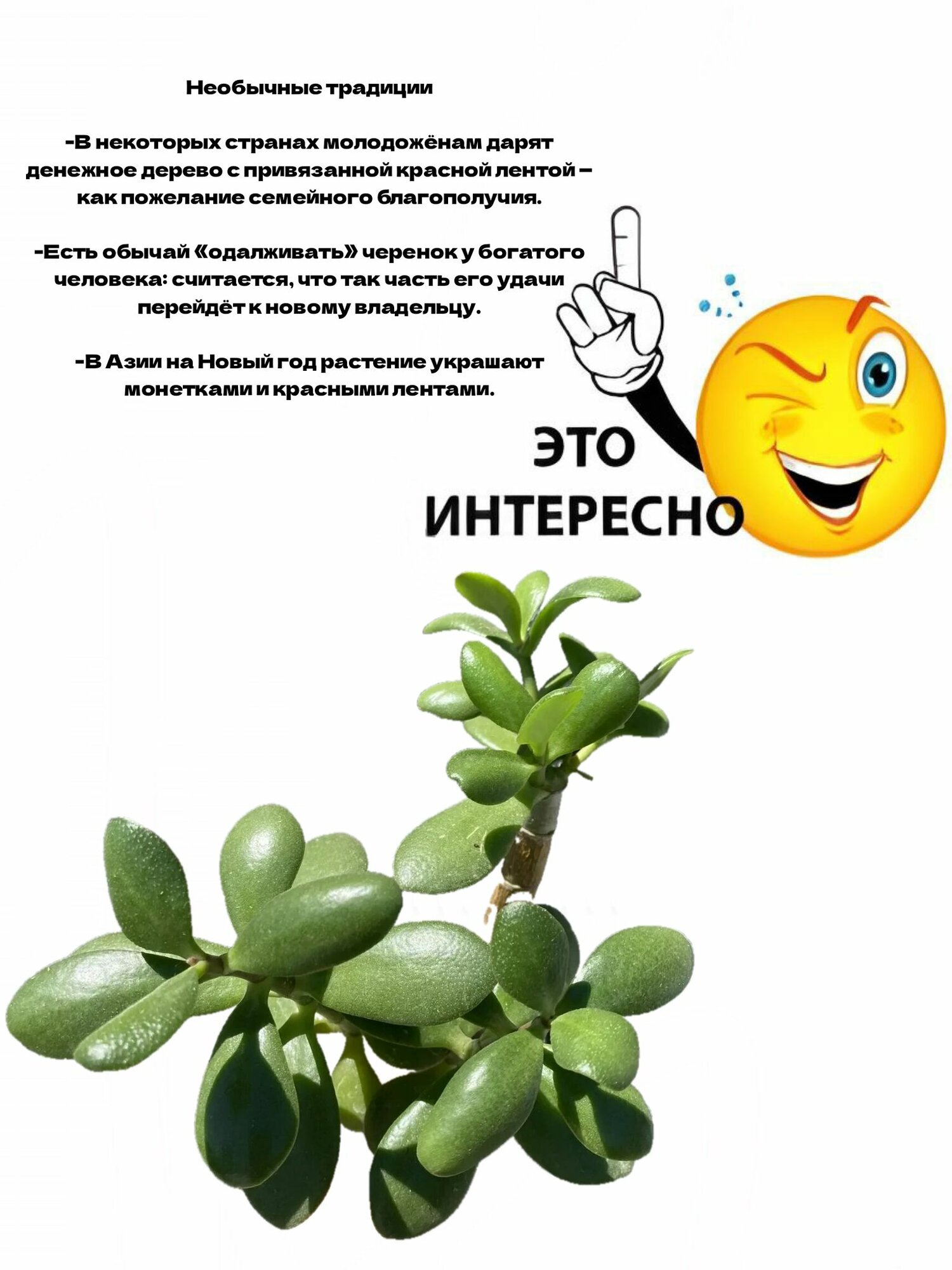 Крассула (Денежное дерево) — фото 1