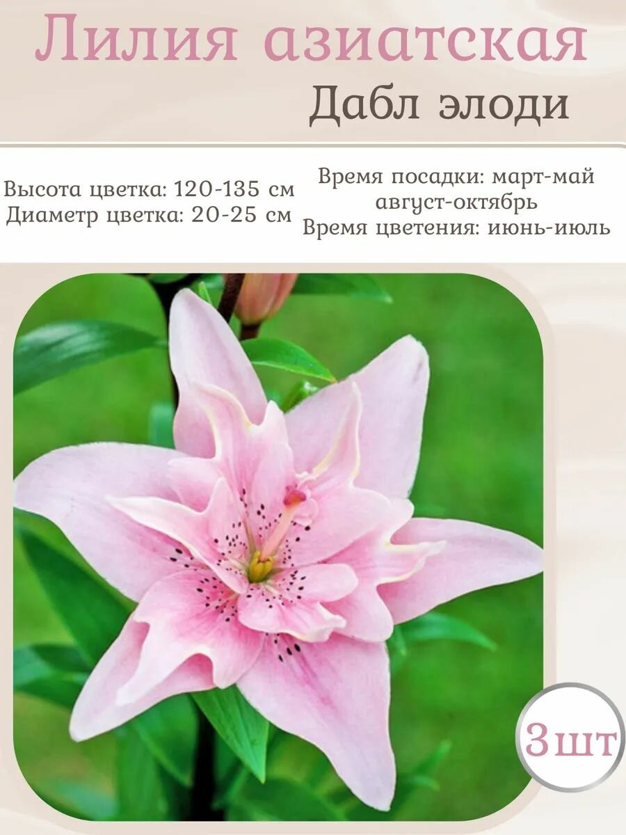 Луковицы лилии многолетние, новые популярные сорта 3 штуки