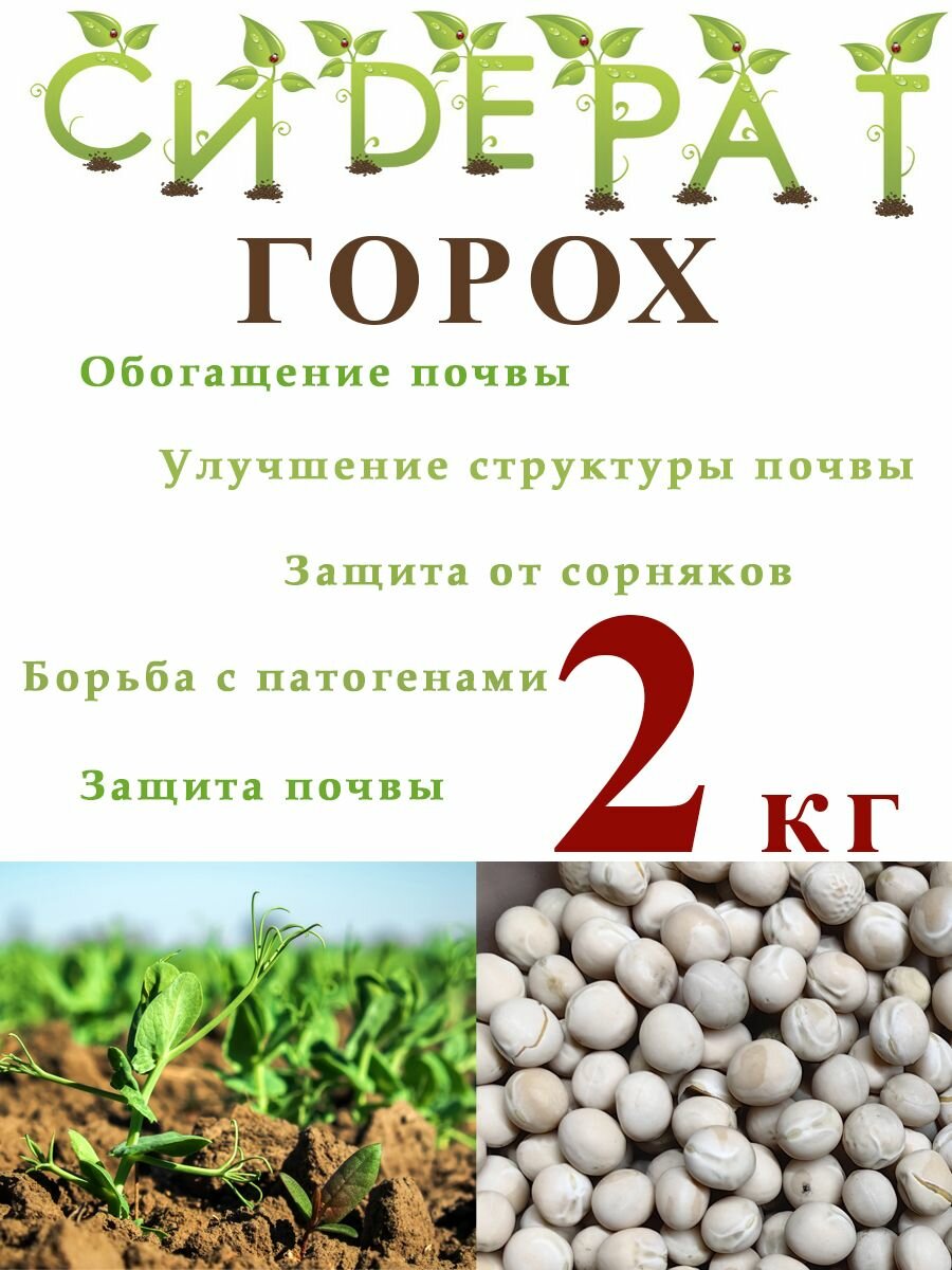 Сидерат Горох