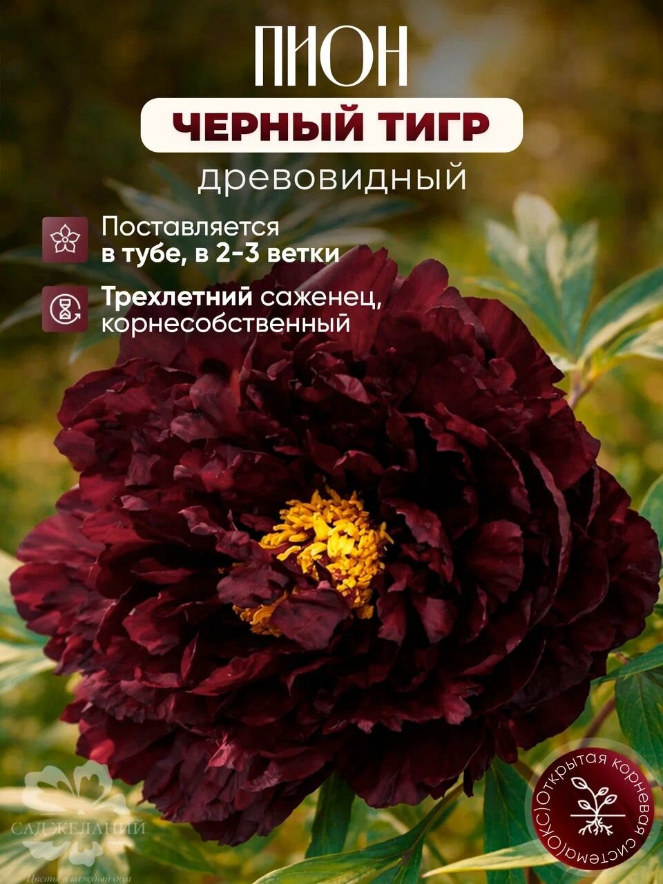 Пион древовидный Черный тигр корнесобственный 2 ветки в тубе