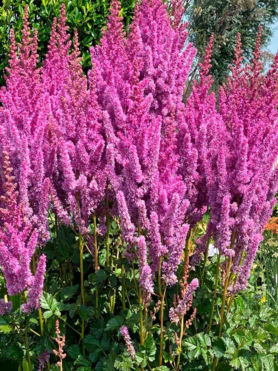 Астильба китайская Black Pearls