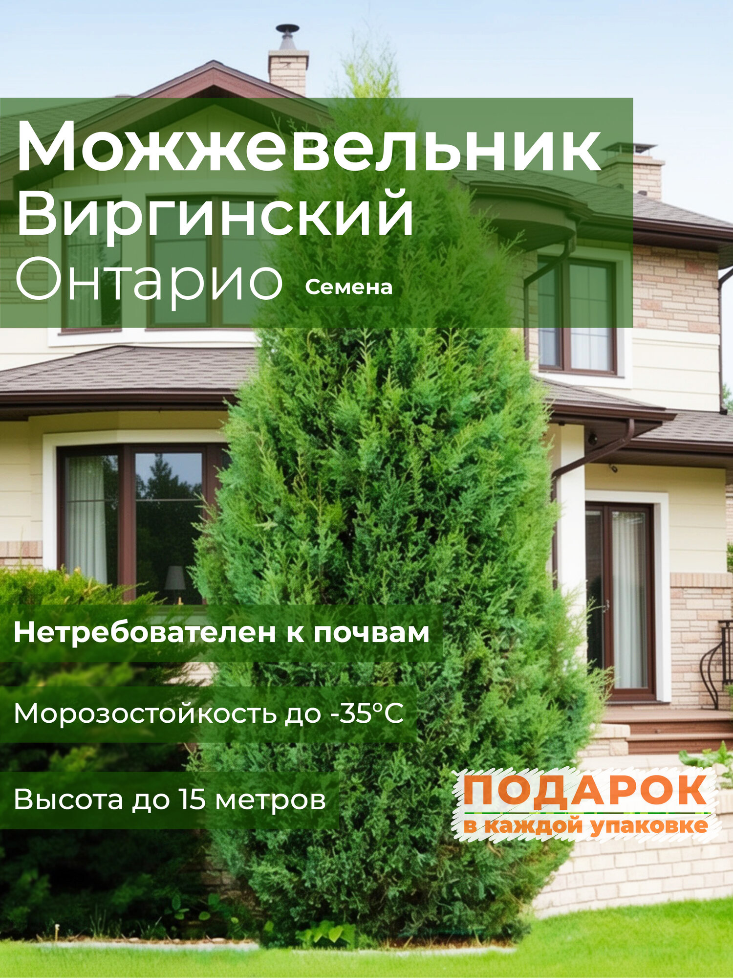 Можжевельник Виргинский Онтарио, Семена, 20 шт, семена хвойных