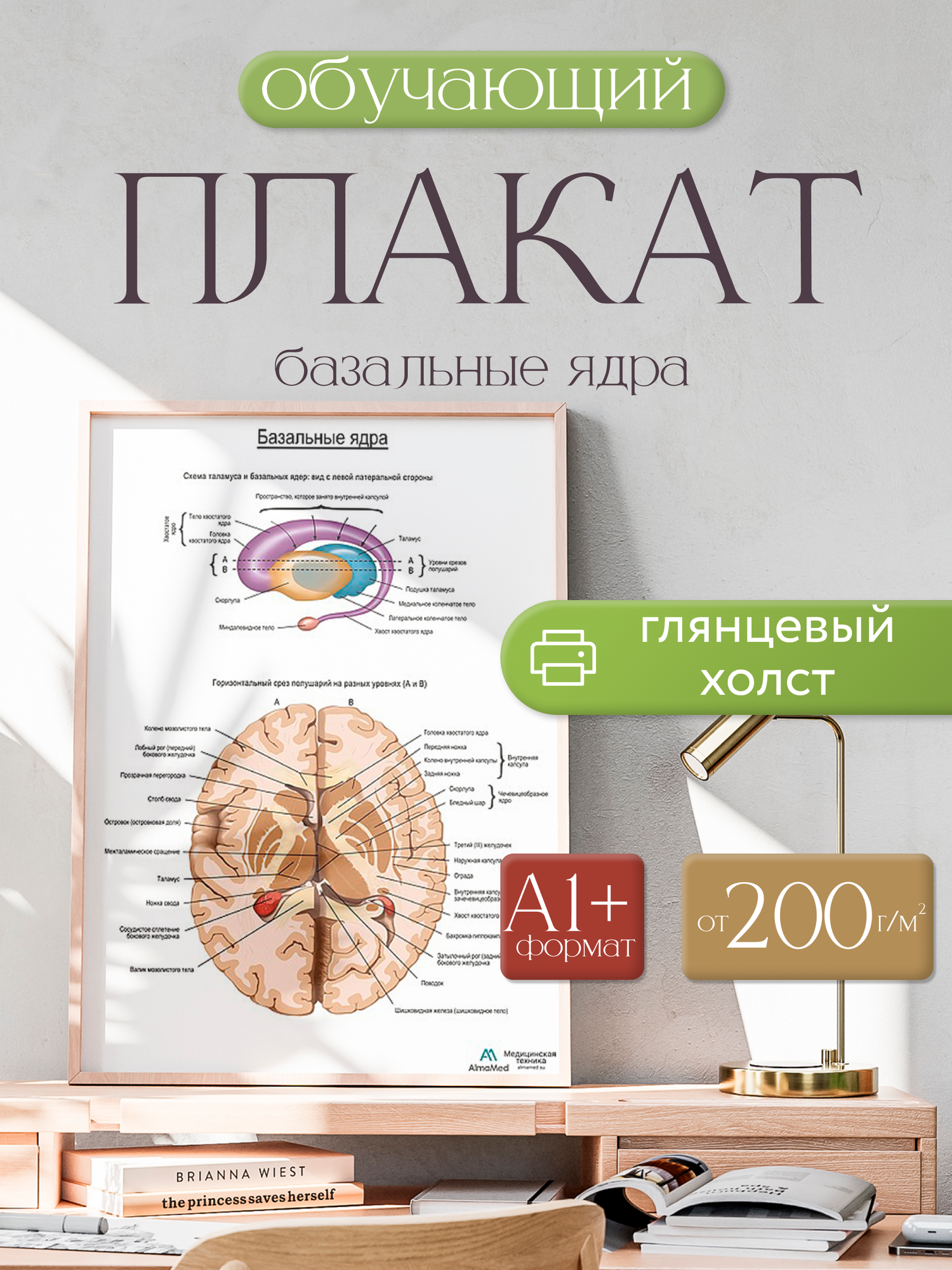 Обучающий плакат "Базальные ядра", размер А1+, глянцевый холст от 200г/м2