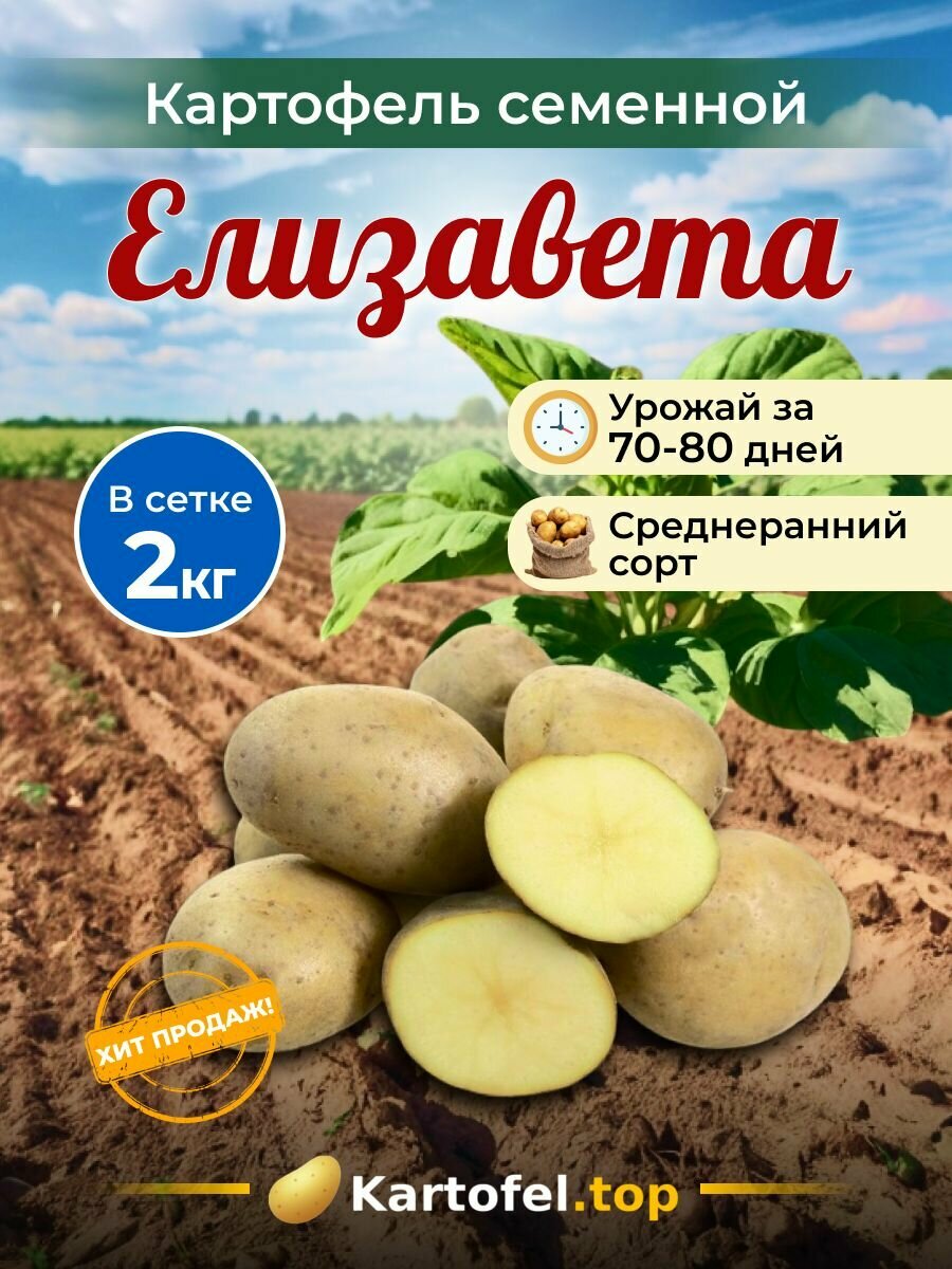 Картофель семенной клубни на посадку, саженцы "Елизавета" элита (2 кг)