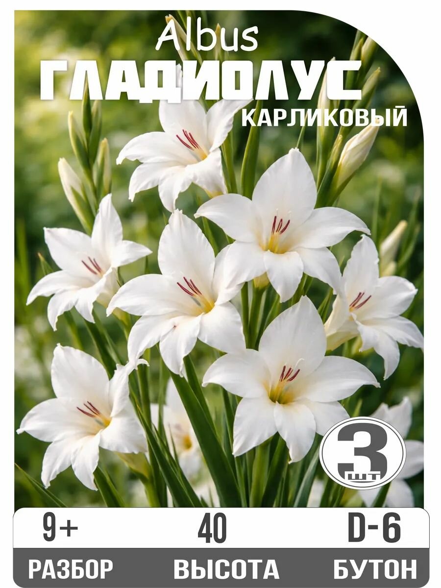 Гладиолус нанус Альбус луковицы многолетние,3 шт