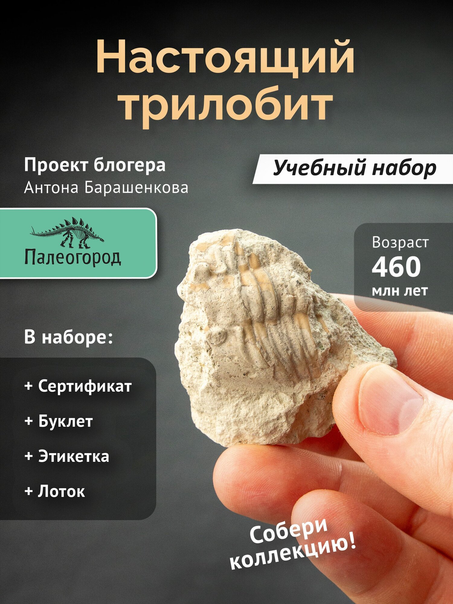 Набор палеонтолога (образец №516). Трилобит Ptychopyge sp. XF. Необычный подарок мальчику, девочке, подростку. Опыты и раскопки.