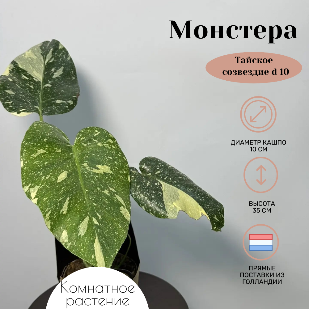 Комнатное растение Монстера Тайское созвездие (d10) в транспортировочном кашпо, высота 35 см