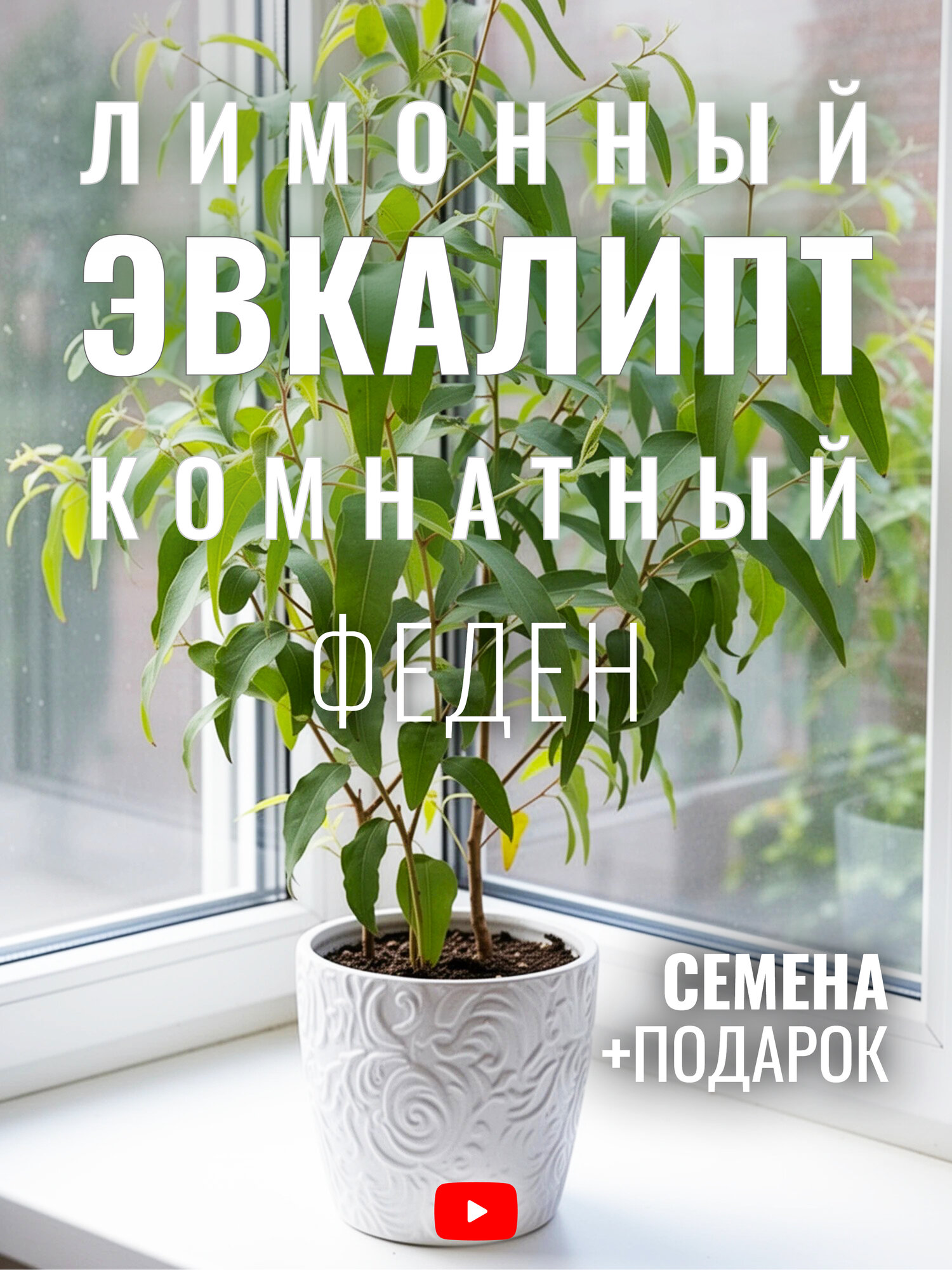 Эвкалипт лимонный комнатный Феден, Семена, 10 шт, семена комнатных ароматных растений