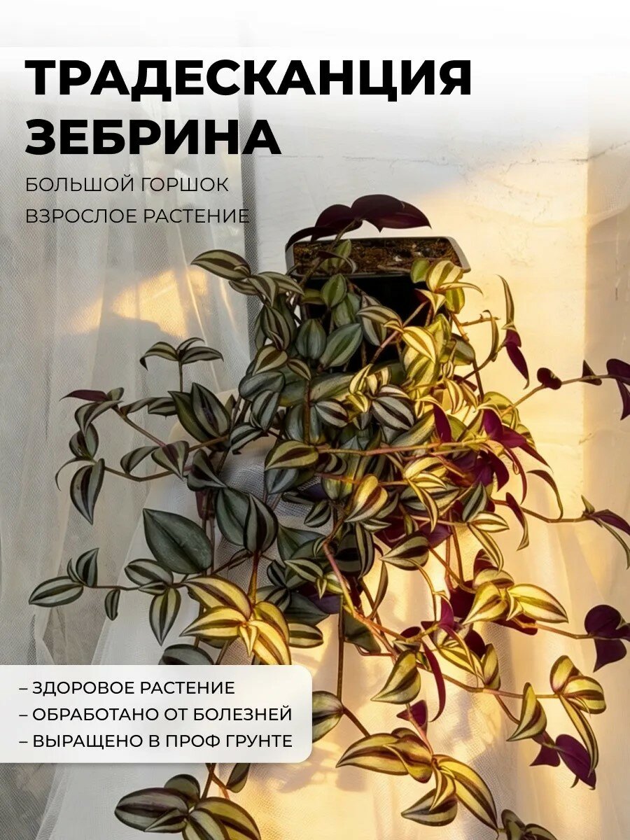 Традесканция комнатная Зебрина взрослое растение в горшке, 1шт.