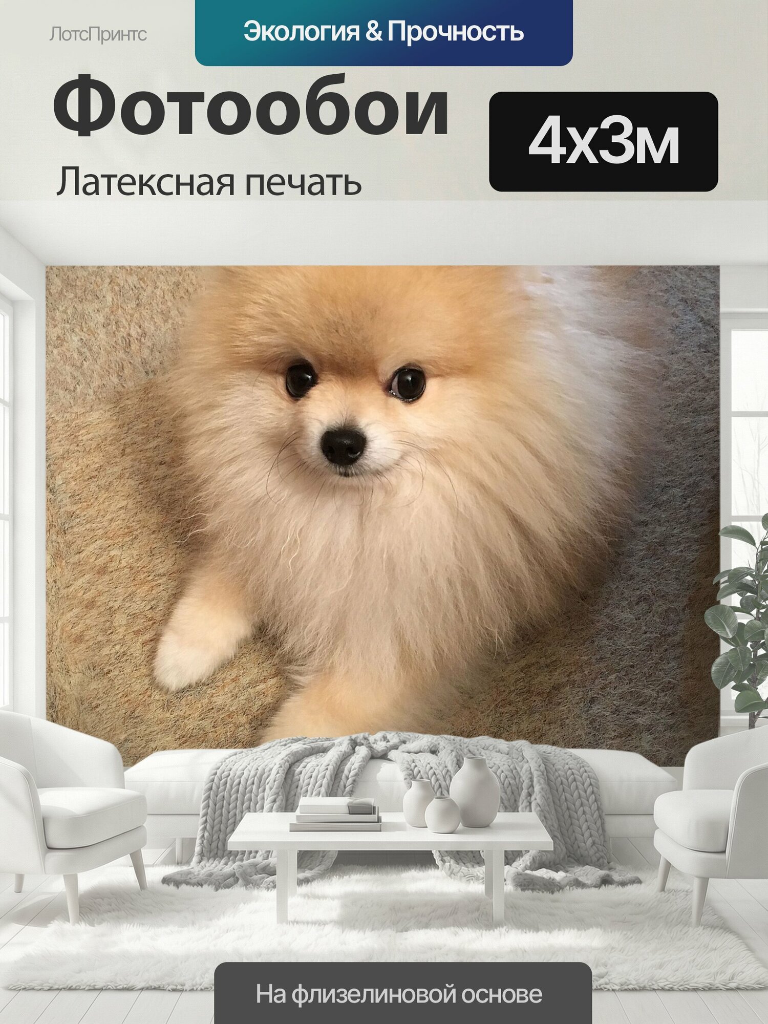 Фотообои моющиеся ударопрочные "Карликовый шпиц, домашнее животное, маленькая собака" 400x300 см. латексная печать