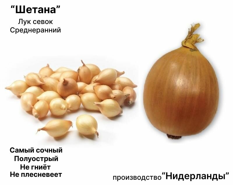 Лук севок озимый на посадку " Шетана " 600г