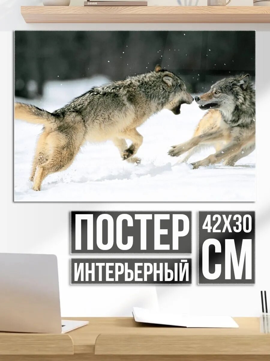 Плакат постер два волка зима