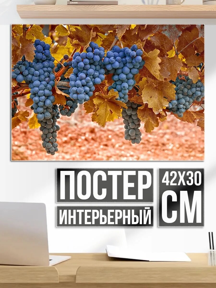 Плакат постер Гроздья винограда на ветке