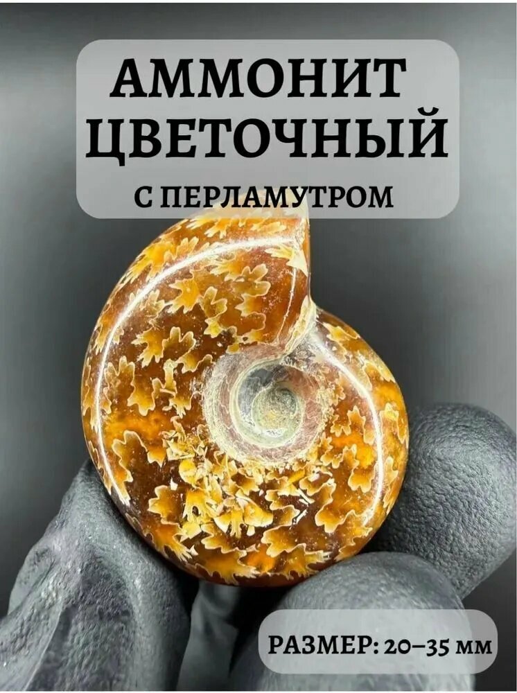 Аммонит цветочный с перламутром средний размер (20-35 мм)
