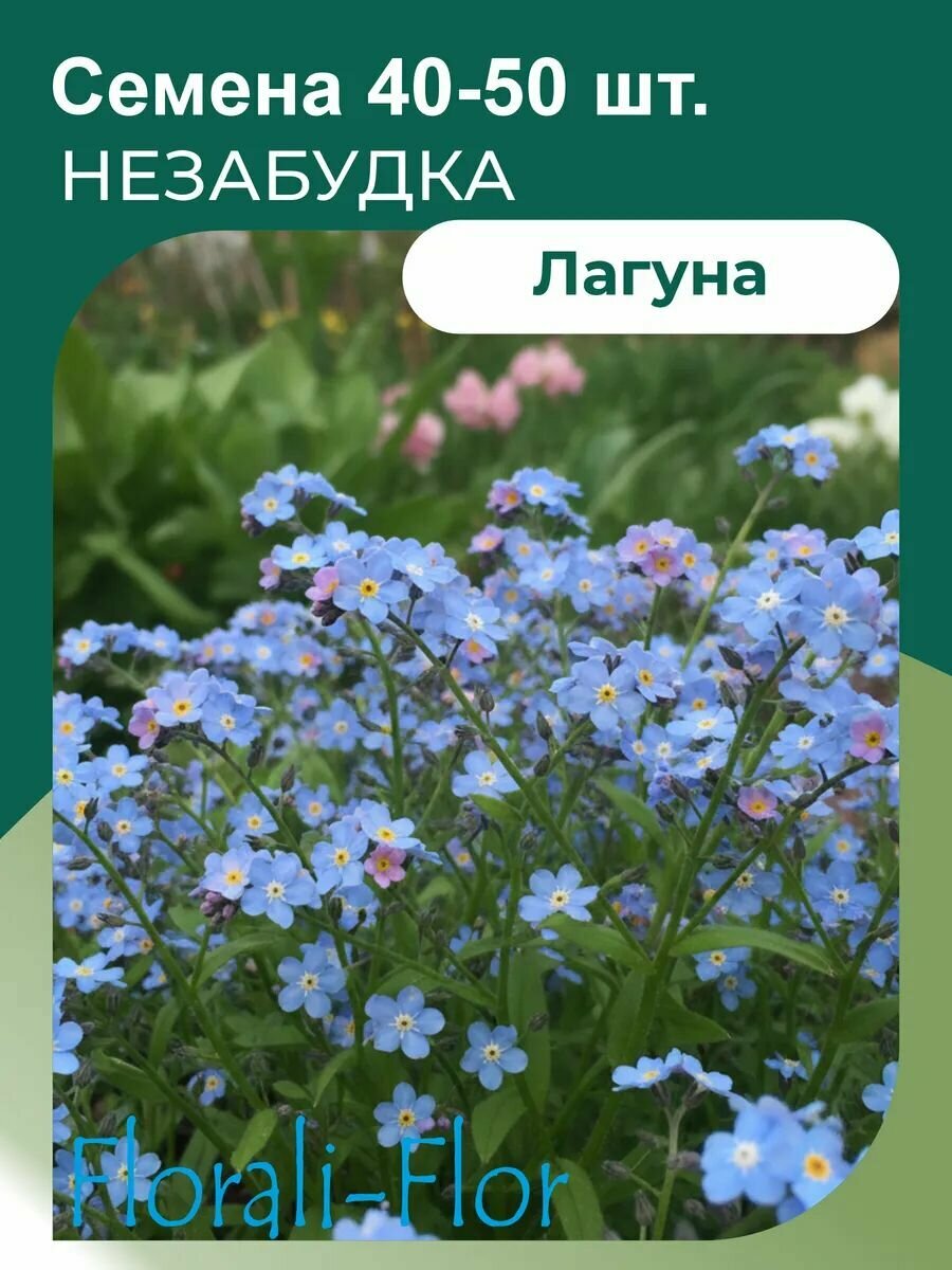 Незабудка Семена