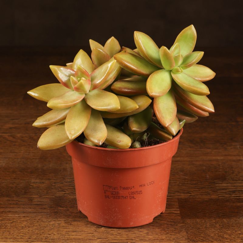 Комнатное растение LuxuryPlants Седум Адольфи 15/12 суккулент