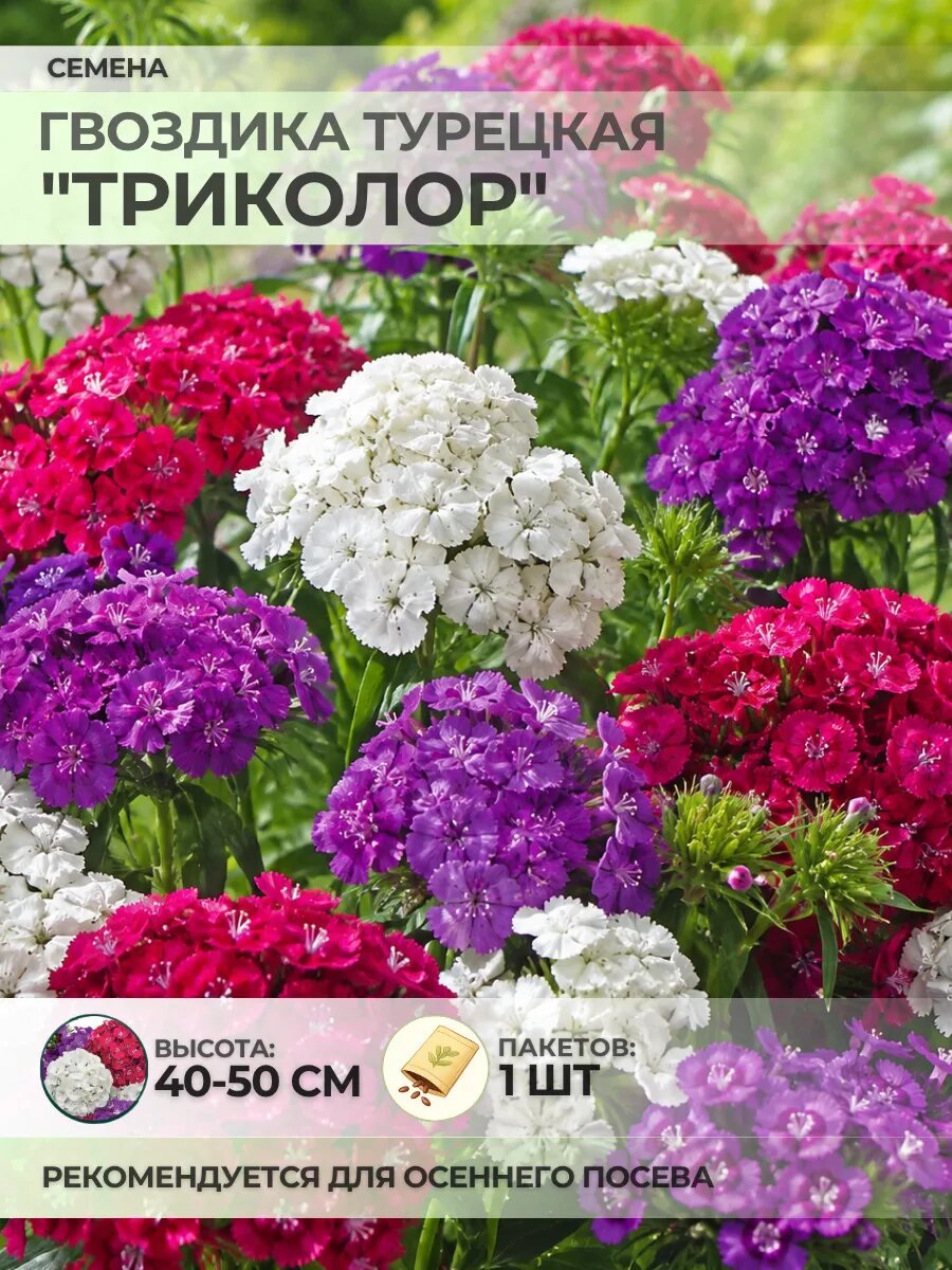 Гвоздика Турецкая "Триколор", смесь белых, красных и фиолетовых ароматных соцветий, 1 упаковка, 0,6 г. семян.